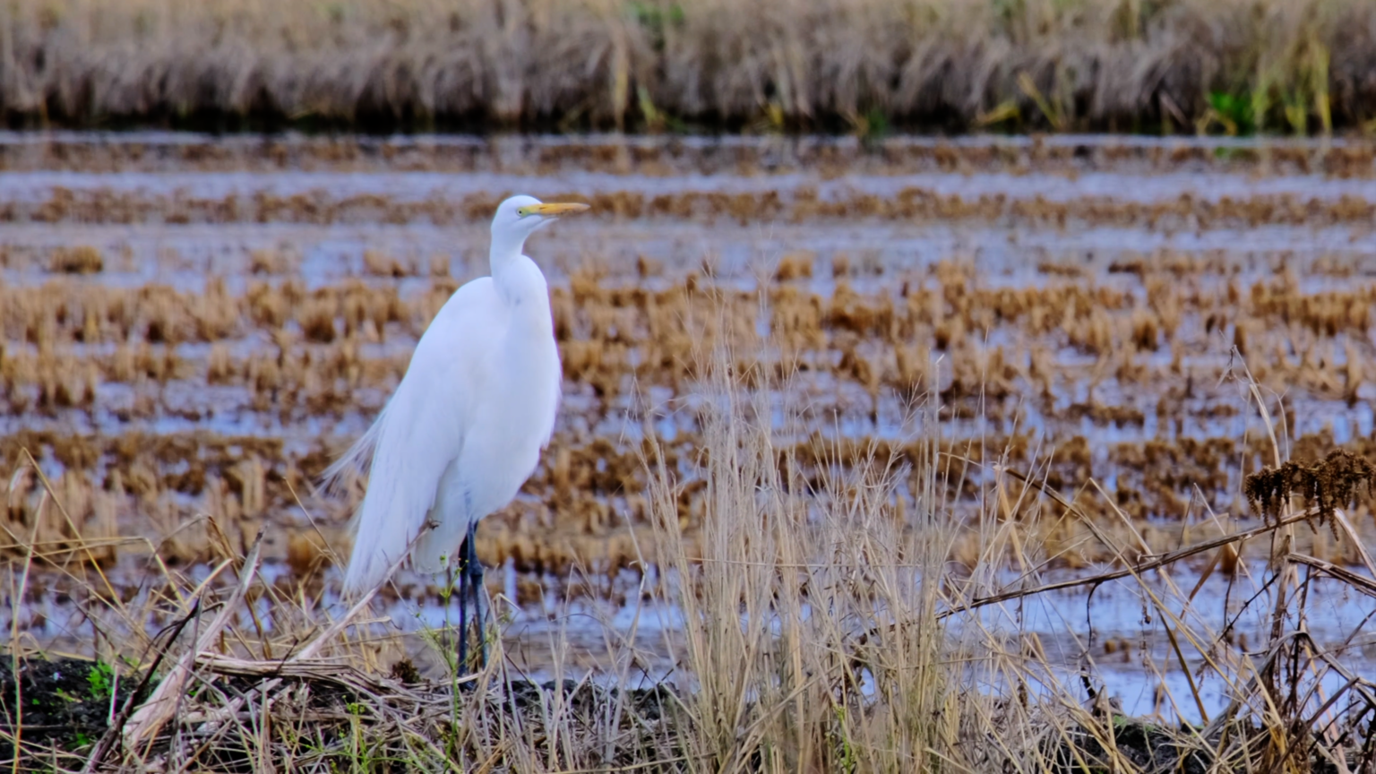 Yolo Bypass Wildlife Area - Wild & Scenic Film Festival