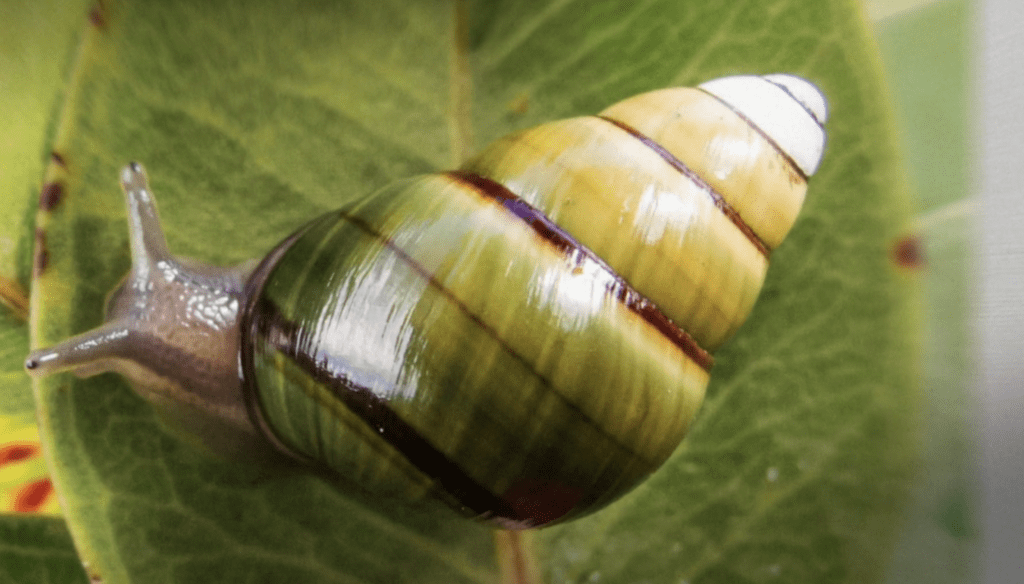 Kahuli - Wild & Scenic Film Festival