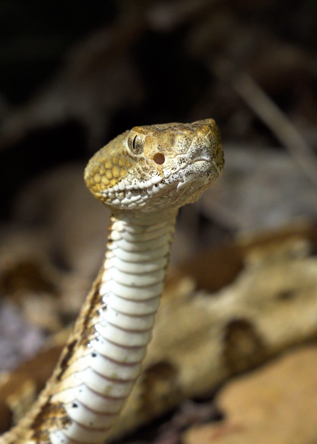 Timber Rattlesnakes of Catoctin Mountain Park - Wild & Scenic Film Festival
