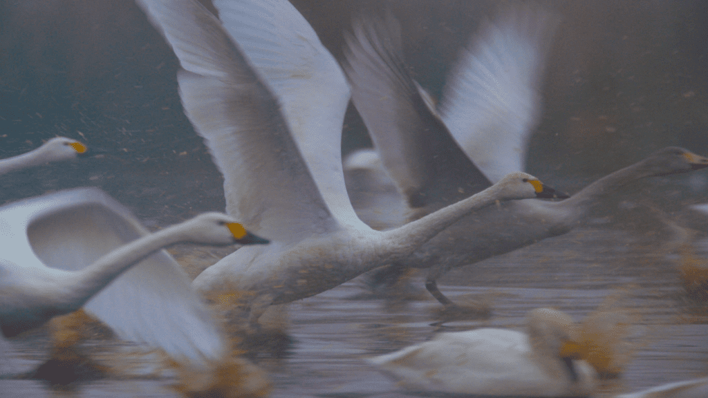 Flight Of The Swans - Wild & Scenic Film Festival