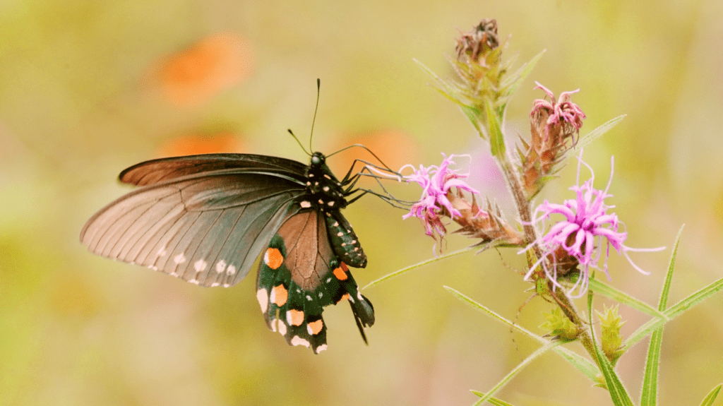 Alabama Roots - Wild & Scenic Film Festival